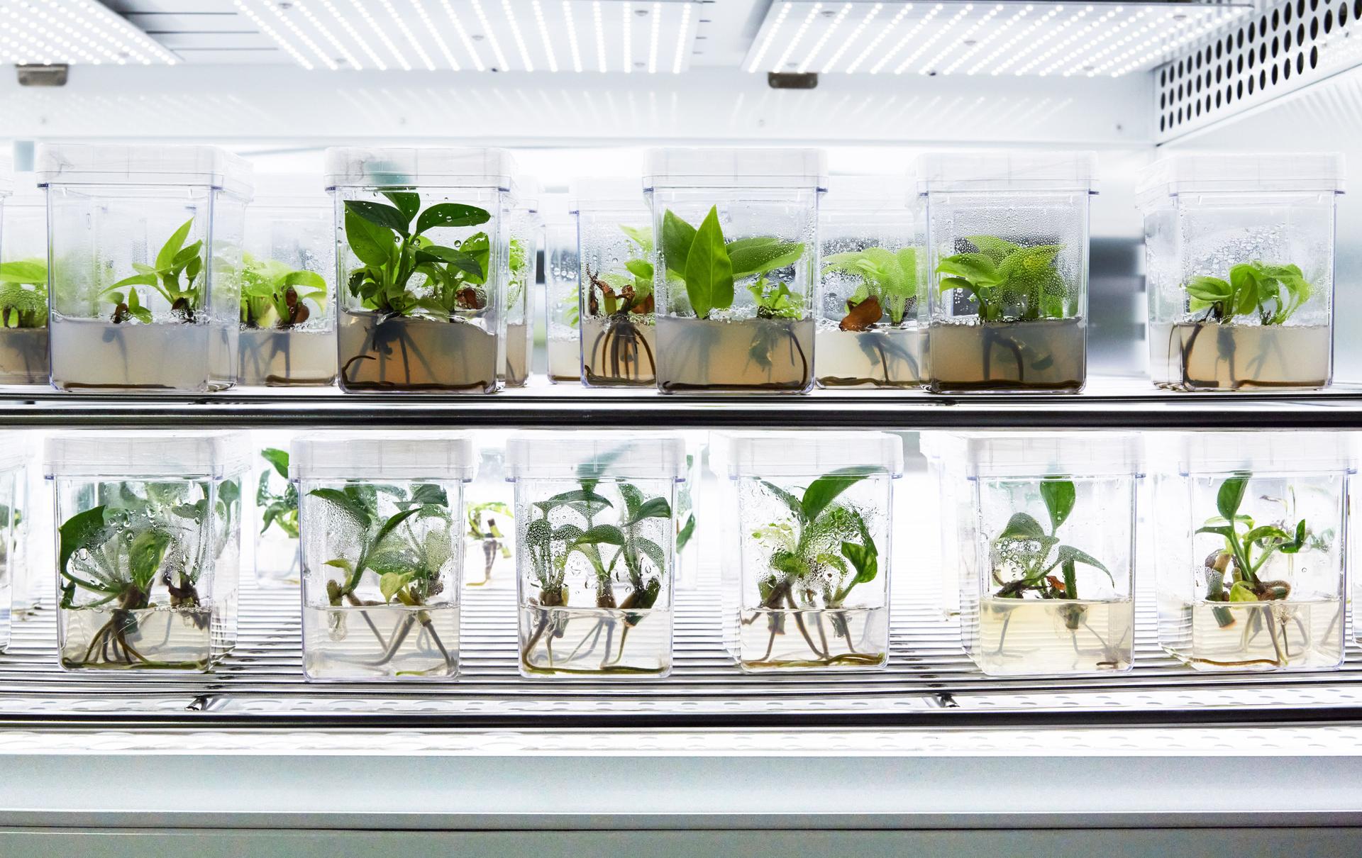 Neoplants: Revolutionizing Futuristic Houseplants | HVAC.com